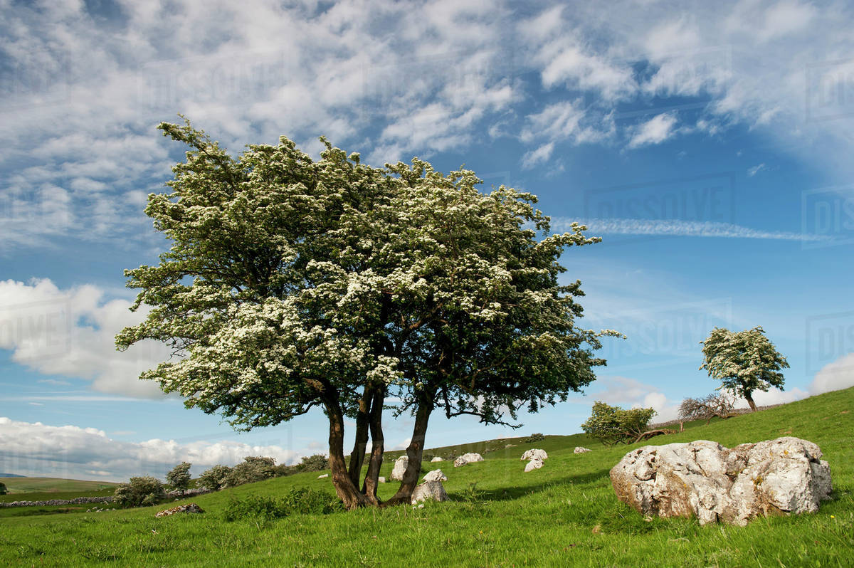 Gnarled Hawthorn tree in blossom, in a upland limestone pasture, with a ...