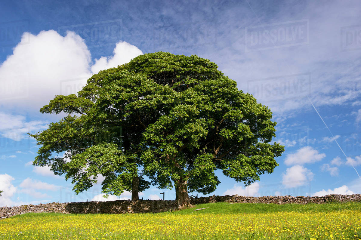 Sycamore tree on the edge of a traditional upland hay meadow; Cumbria ...