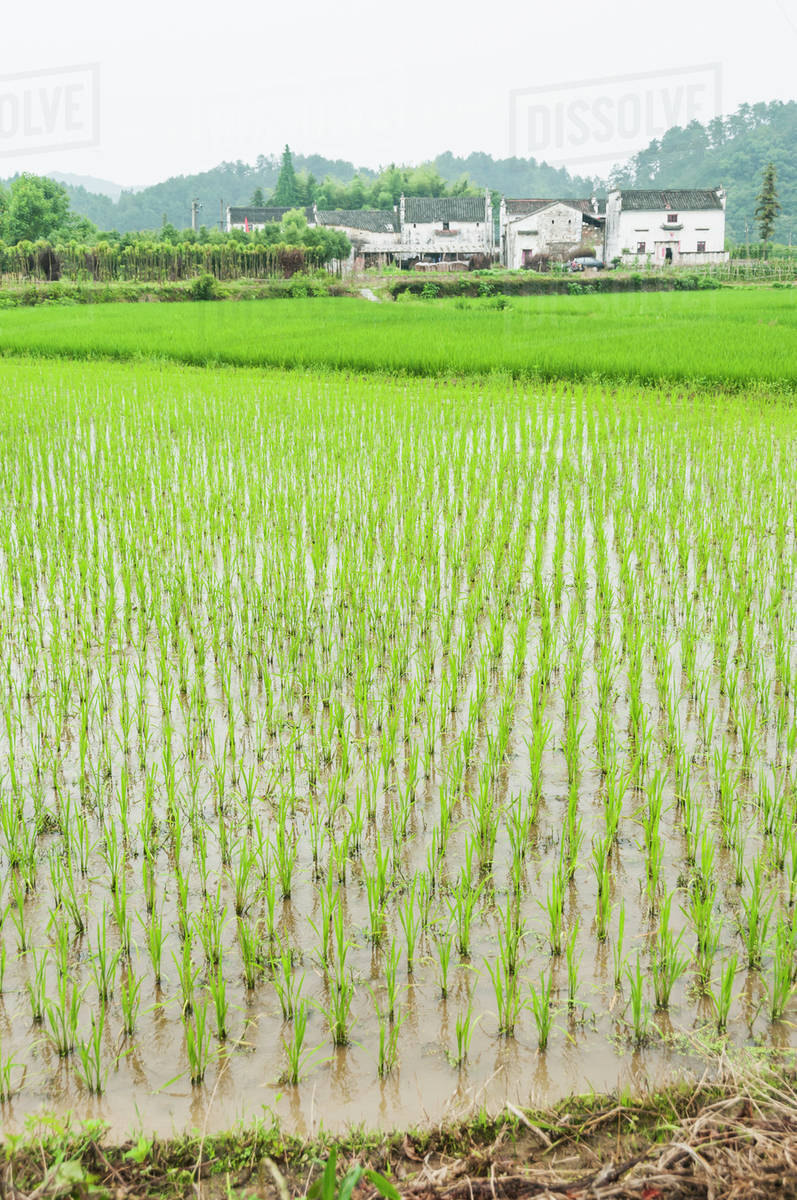 Landscape of rice fields from a small village near to Wuyuan; Jiangxi ...