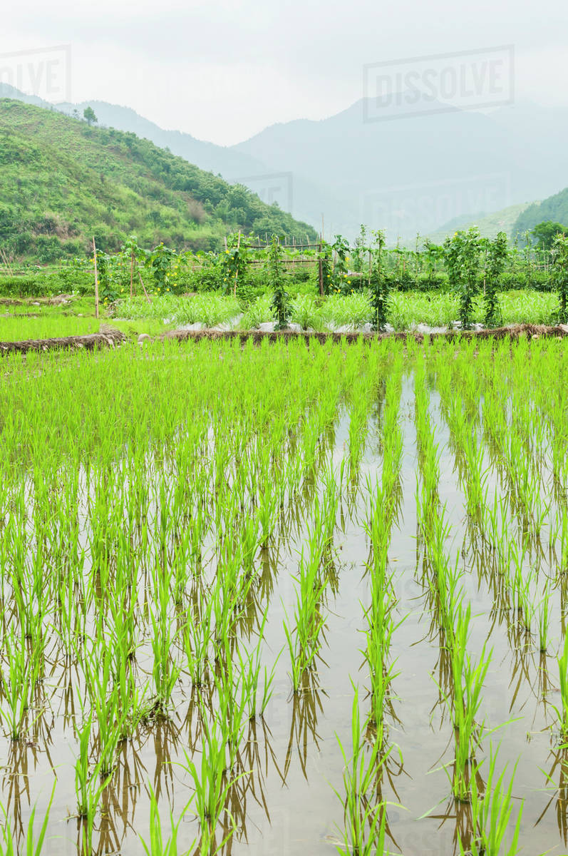 Landscape of rice fields from a small village near to Wuyuan; Jiangxi ...