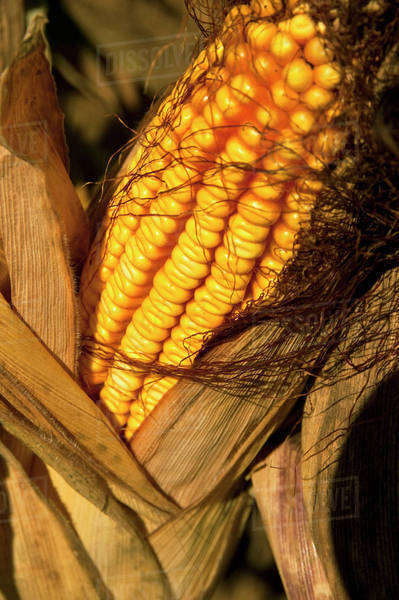 Close up of an ear of harvest-ready grain corn on the stalk, with the ...
