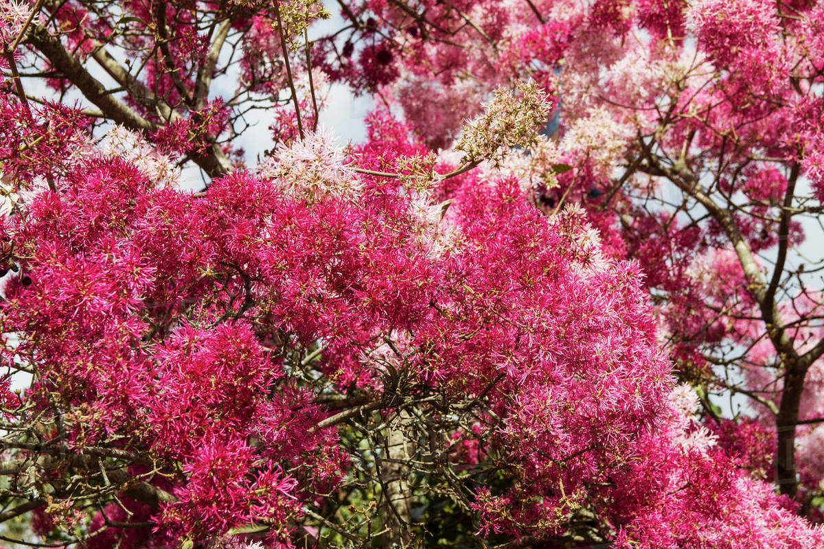 Flowering tree, Quito, Pichincha, Ecuador - Royalty-free Stock Photo ...