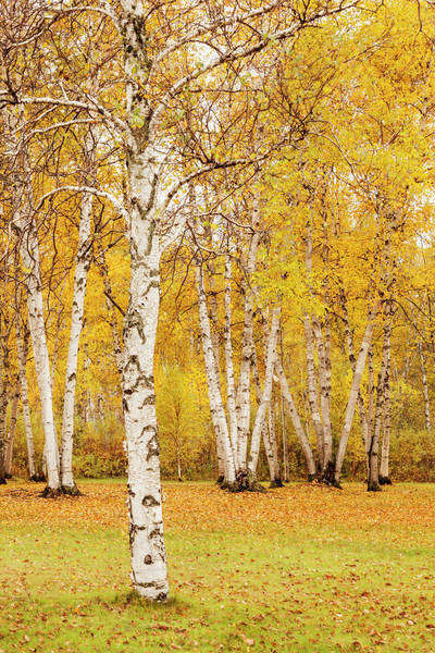Autumn coloured birch trees; Thunder Bay, Ontario, Canada - Royalty ...
