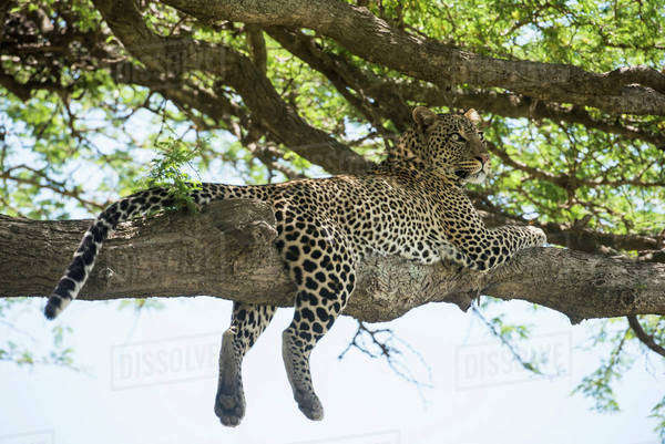 Leopard sprawled on tree limb near Ndutu, Ngorongoro Crater ...