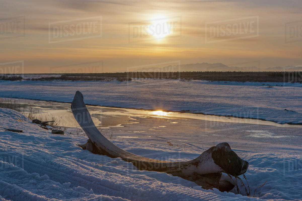 Bow Whale jaw bone on the bank of the frozen Noatak River during sunset ...