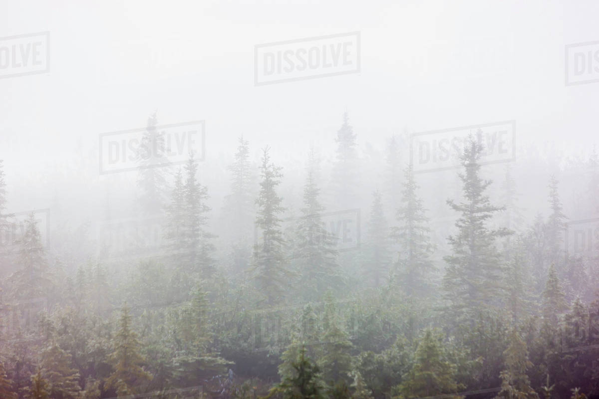 Dense fog envelops a stand of spruce trees on the tundra; Noatak ...