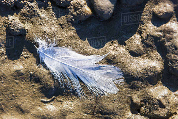 A white bird feather on the muddy riverbank of the Noatak River; Noatak ...