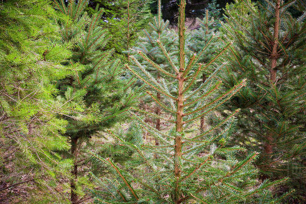 Christmas tree farm; Yarrow, British Columbia, Canada - Royalty-free ...