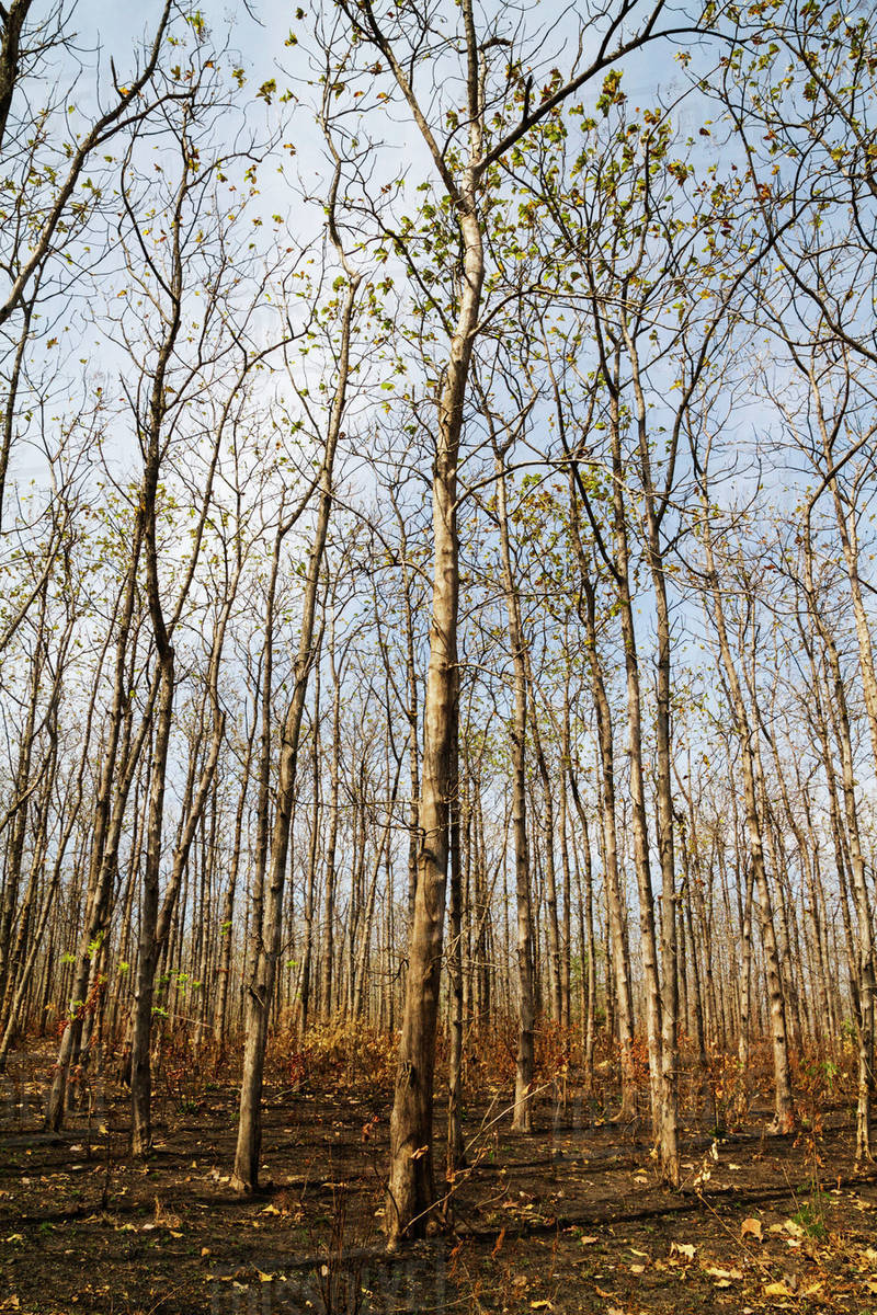Teak (Tectona grandis) trees, Baluran National Park, East Java ...
