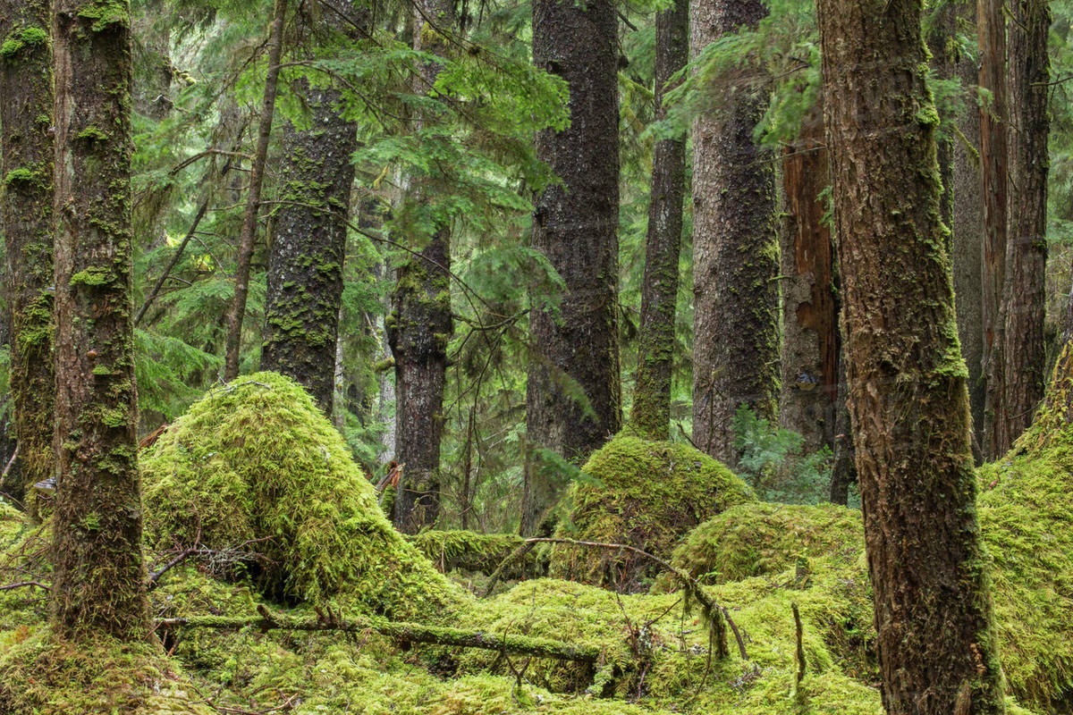 The moss covered floor and trees of Naikoon Provincial Park; Haida ...