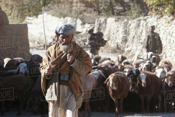 Afghan Shepherd And His Flock Of Sheep In Shekh Ali, Parwan Province ...