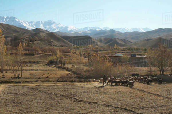 Farmer And His Sheep In Shekh Ali, Parwan Province, Afghanistan - Stock ...