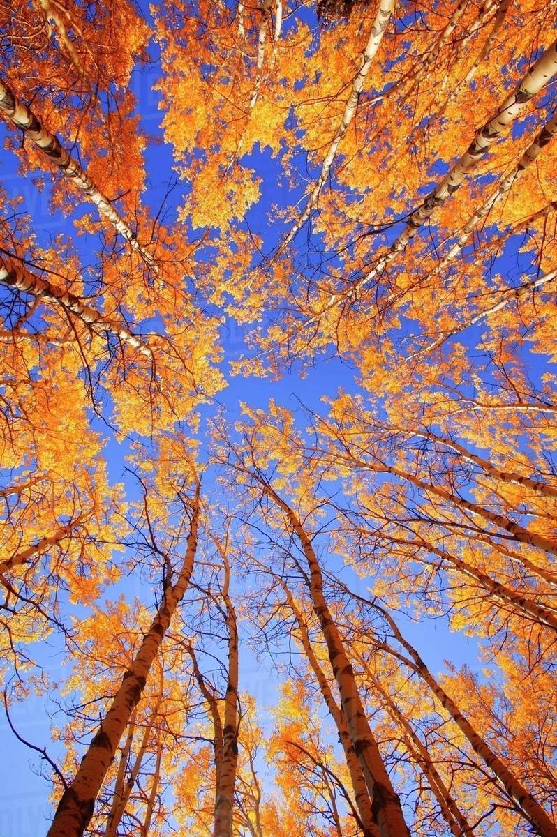 Tree Tops - Royalty-free Stock Photo | Dissolve