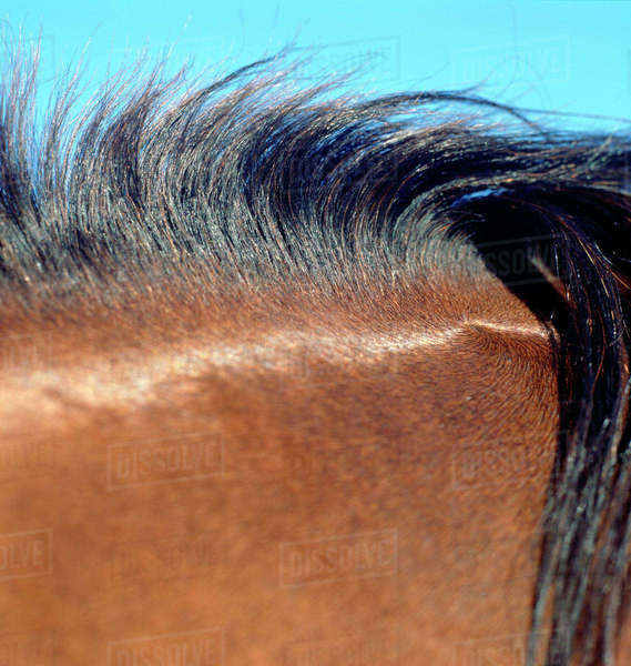 Close Up Of Horse Mane - Stock Photo - Dissolve