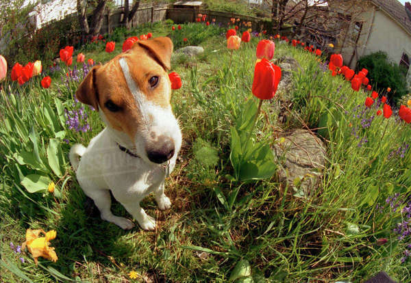 Dog Sitting In Garden - Stock Photo - Dissolve