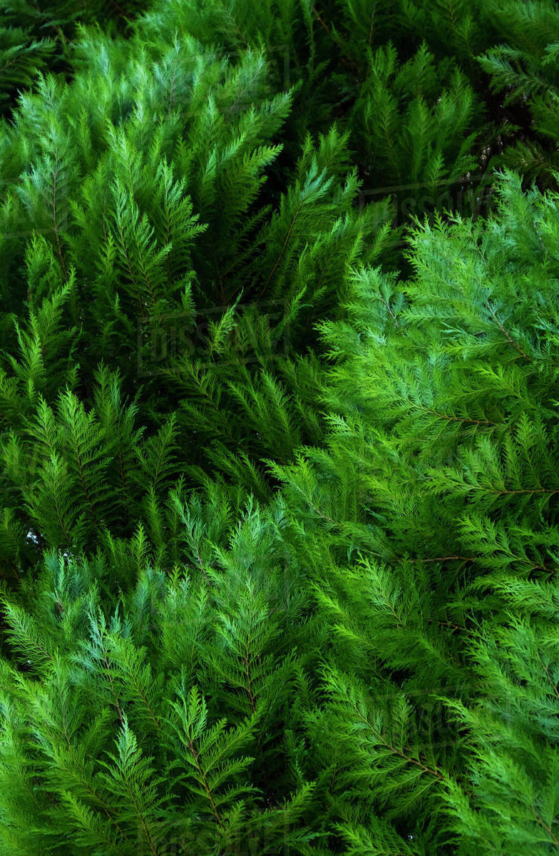 Lush Spring Growth, Killarney National Park - Royalty-free Stock Photo ...