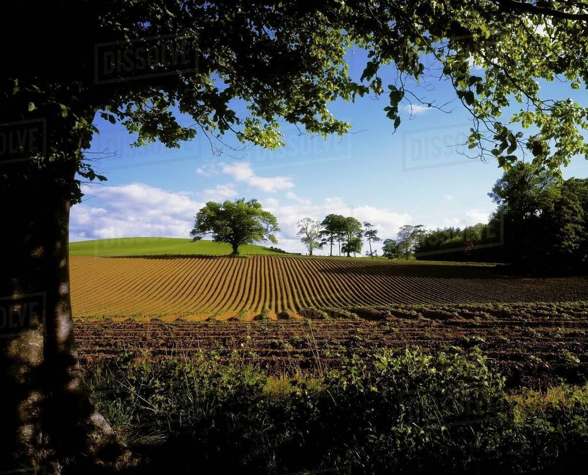 Ploughed Field, Potato Field, Ireland - Stock Photo - Dissolve