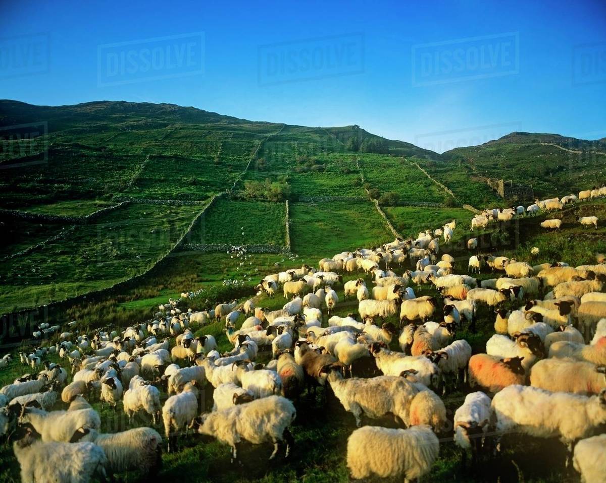 Flock Of Sheep In A Field, Maam Cross, County Galway, Republic Of ...