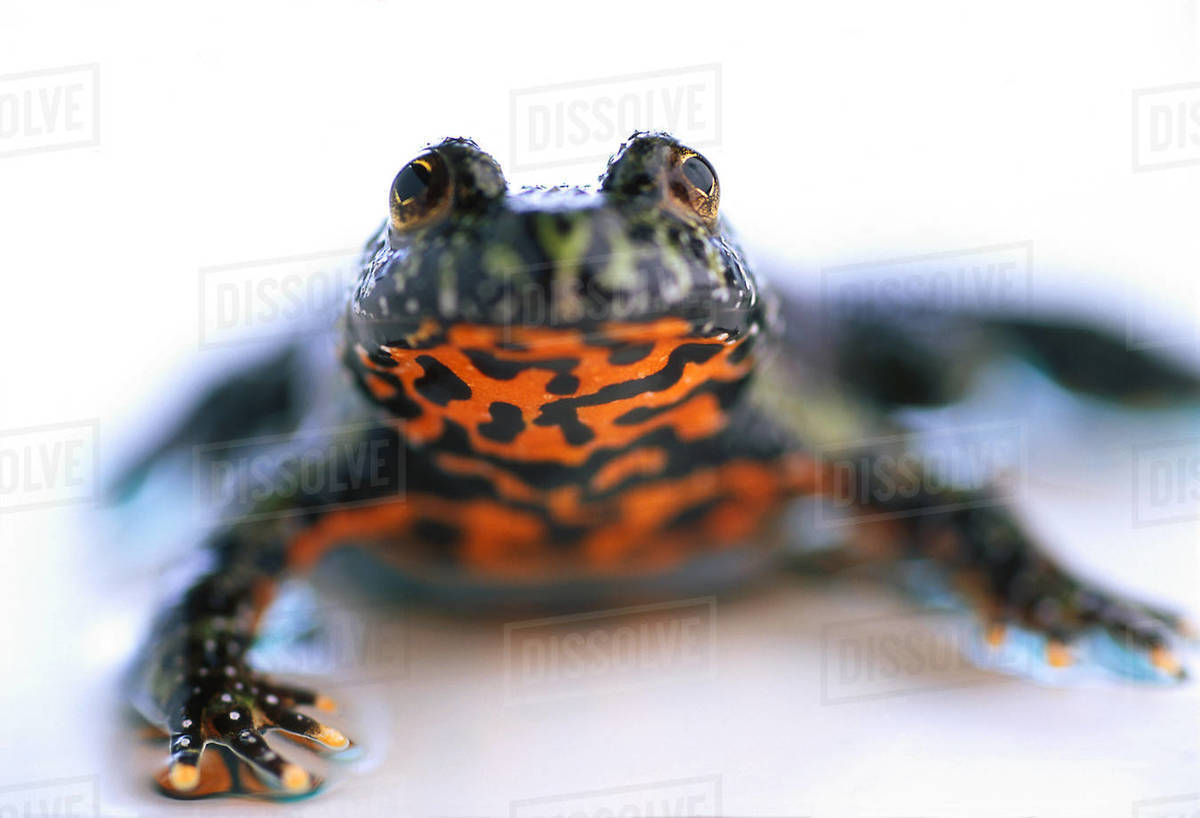 Firebelly Toad With Red Underbelly - Royalty-free Stock Photo | Dissolve