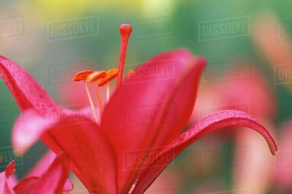 Closeup Of Flower - Royalty-free Stock Photo | Dissolve