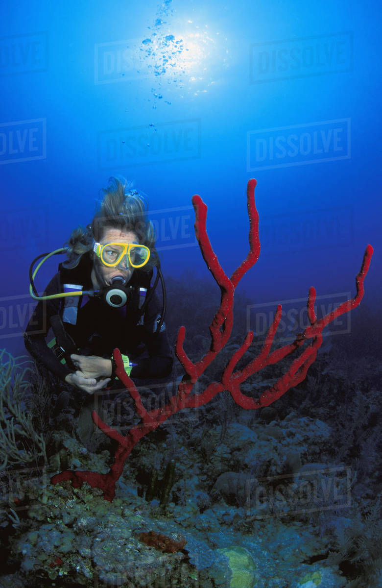 Red Coral - Royalty-free Stock Photo | Dissolve