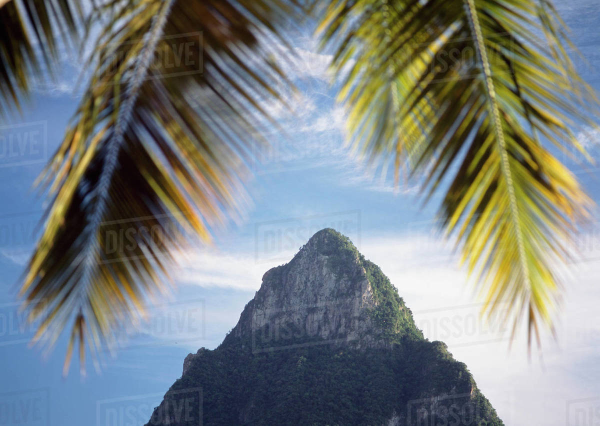 Looking Through Palm Tree On The Beach At Soufriere At Dusk Towards ...