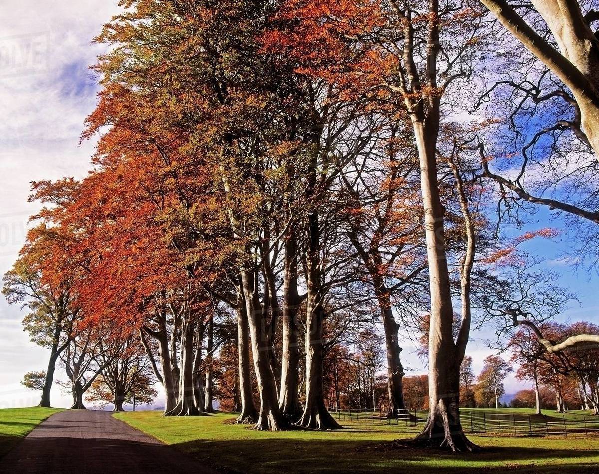 Beech Trees On Entrance Avenue, Powerscourt House & Gardens, Co Wicklow ...