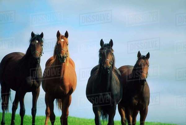 Ireland; Thoroughbred Yearlings - Stock Photo - Dissolve