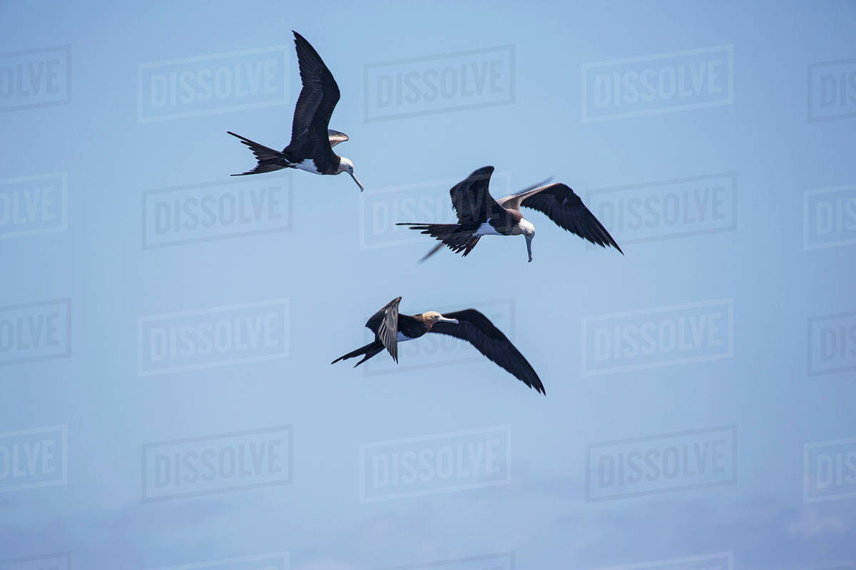 Three birds flying in a blue sky; Tahiti - Stock Photo - Dissolve
