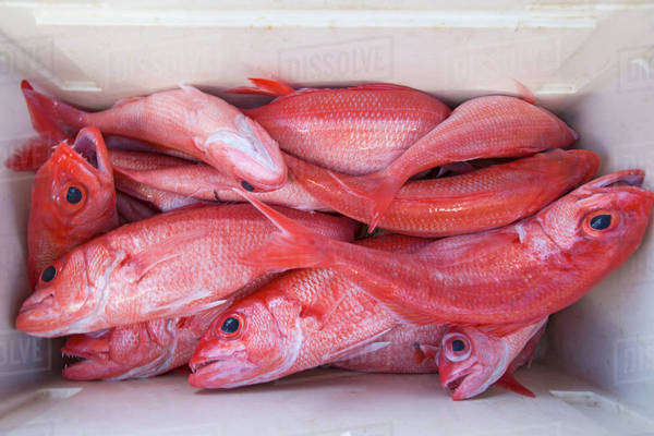 Fresh caught pink fish in a cooler; Tahiti - Stock Photo - Dissolve