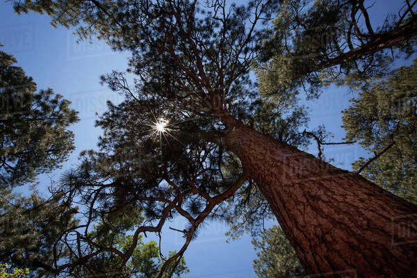 Looking up beside a large Ponderosa Pine tree through the branches to ...