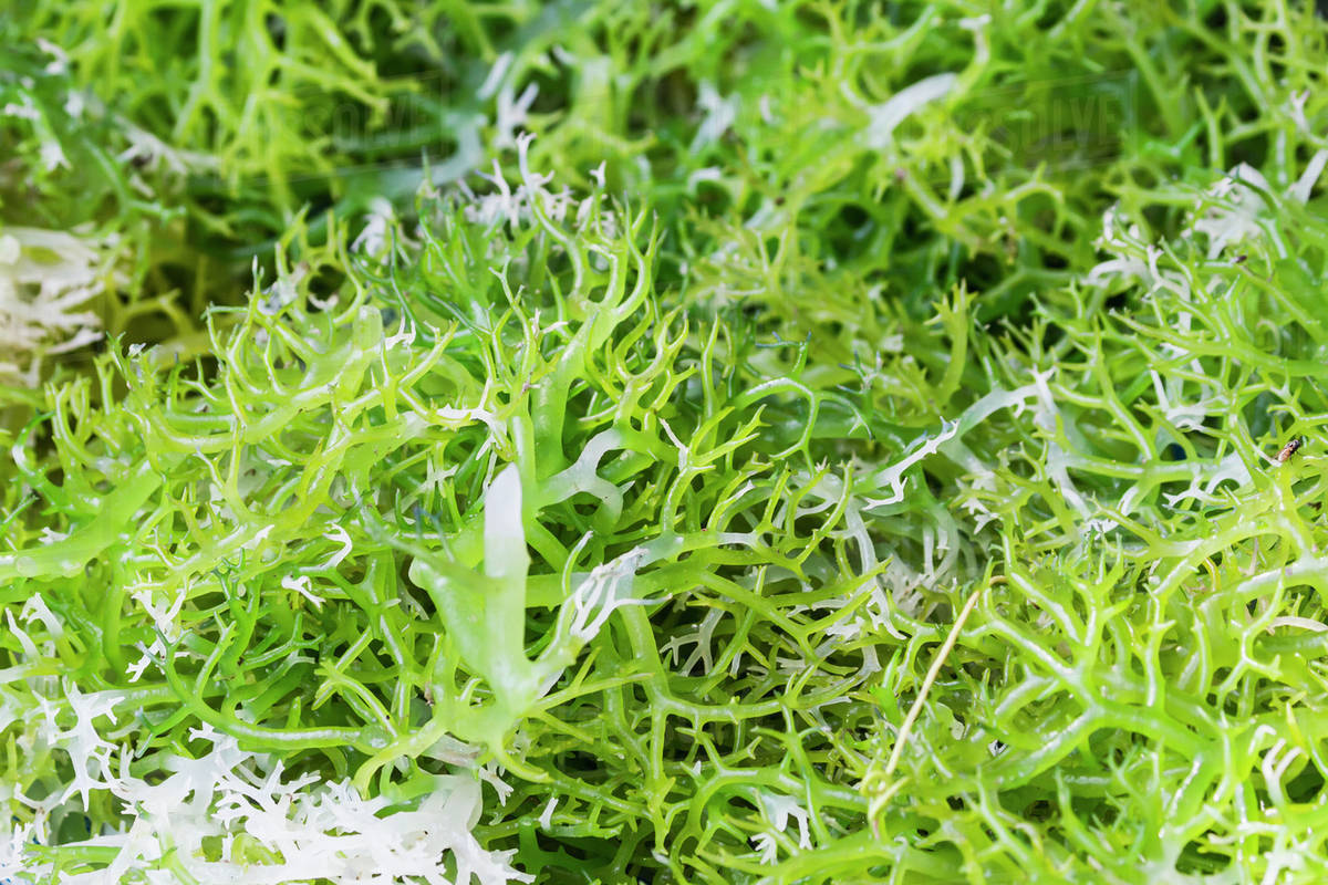 Algae for sale at the Largo de Lecidere market; Dili, East Timor ...