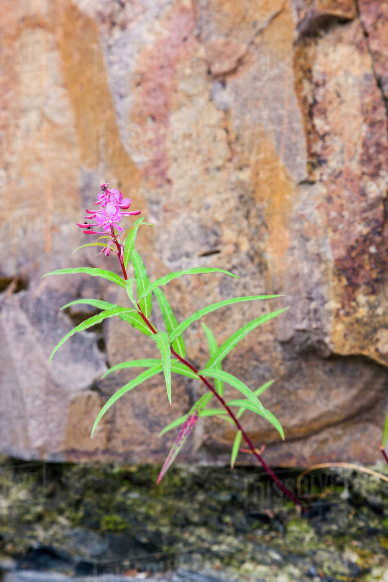 Fireweed grows out from under a rock along Whirlpool Canyon along the ...