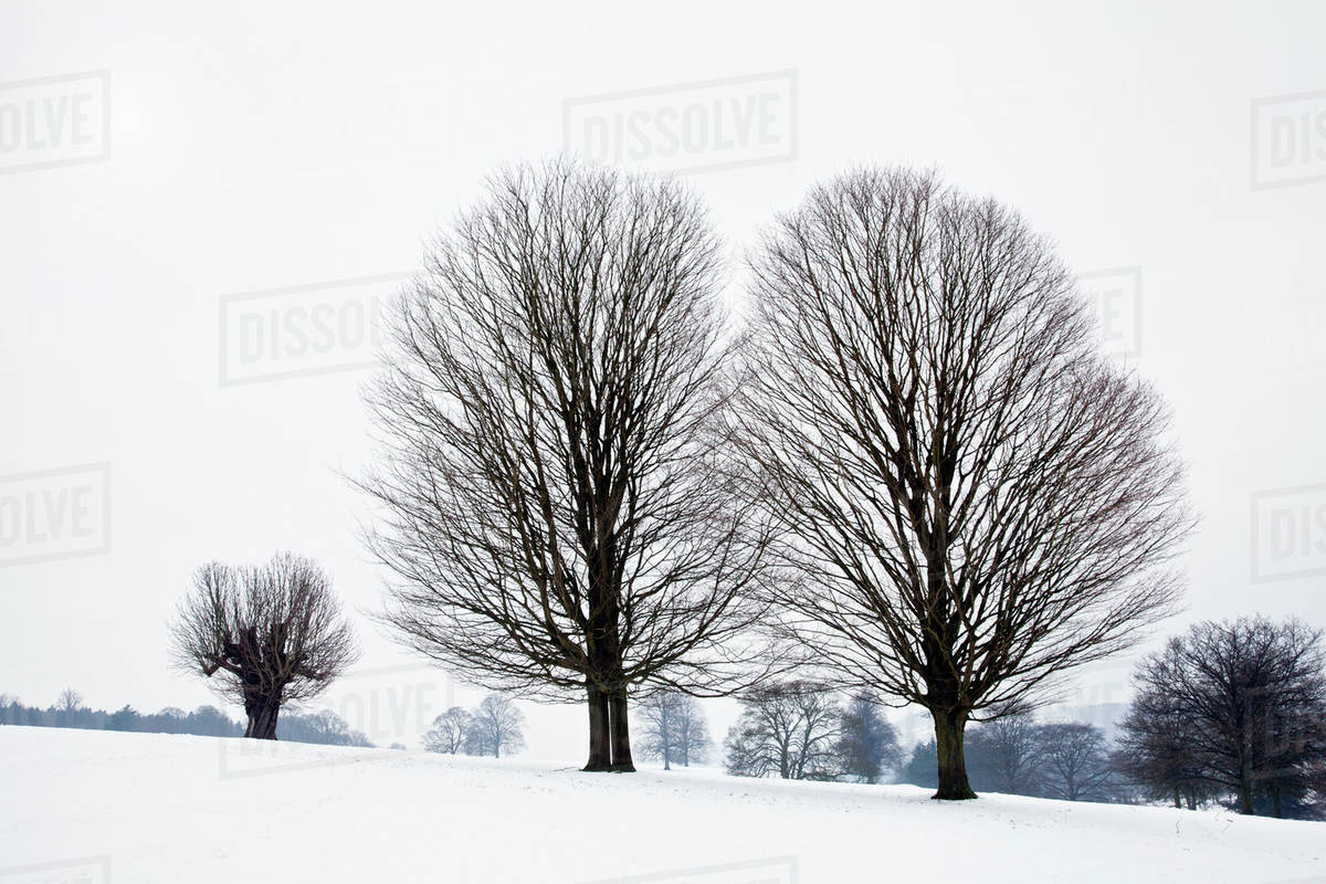 Fan-shaped trees, Chatsworth Peak in winter; Derbyshire, England ...