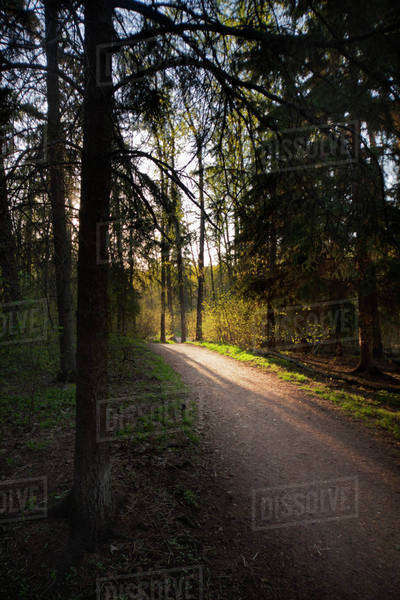 Sunlight on a trail through the forest; Edmonton, Alberta, Canada ...