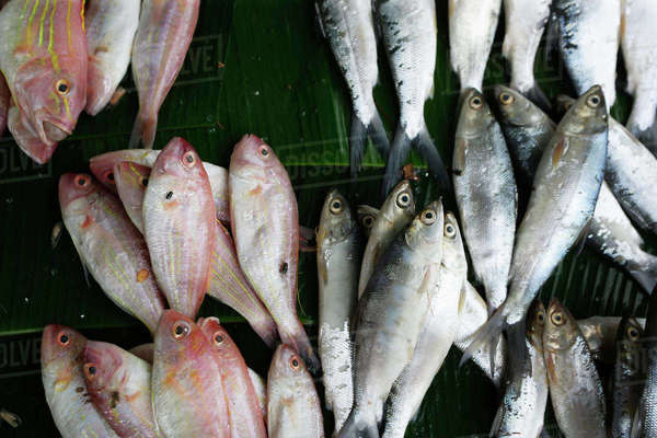 Fish For Sale On Banana Leaves In The Fish Market; Banda Aceh, Aceh ...