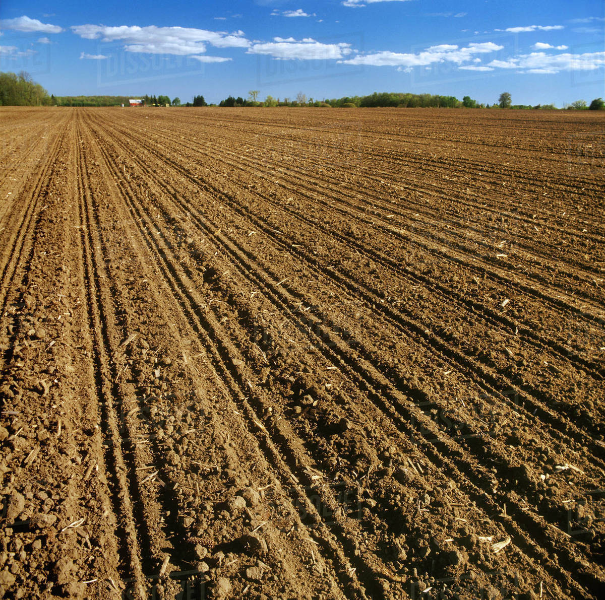 Agriculture - A large conventionally tilled field freshly planted with ...