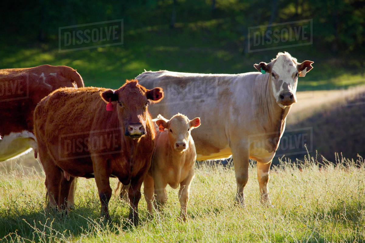 Livestock - Mixed breeds of beef cattle on a green pasture / near ...