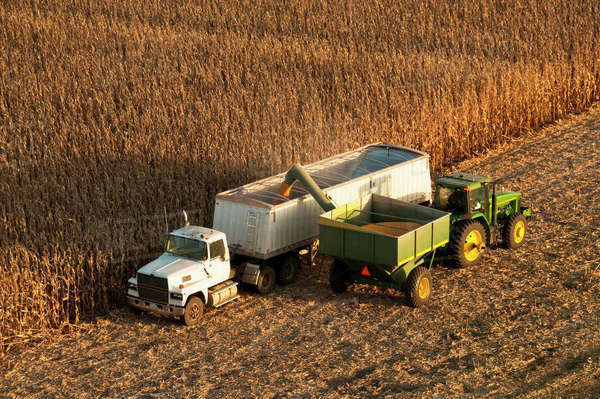 Agriculture - Along The Edge Of A Mature Grain Corn Field A Grain Cart ...
