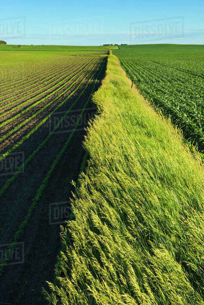 A Newly Planted Soybean Field And A Green Grain Corn Field Separated By ...