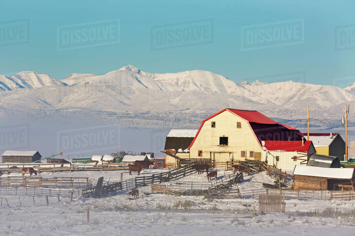 Snow Covered Farm Yard With Red Roofed Barn And Cattle In Pens With Fog ...