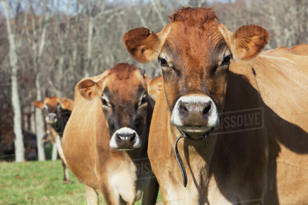 Jersey Cows In Autumn Pasture, Baldwin Brook Farm; Canterbury ...