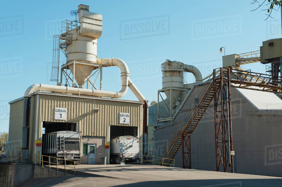 Grain Trucks Unloading Freshly Harvested Soybeans At A Grain Elevator ...