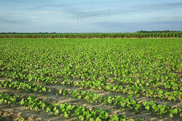 Agriculture - Field of early growth cotton plants at the 8 leaf stage ...