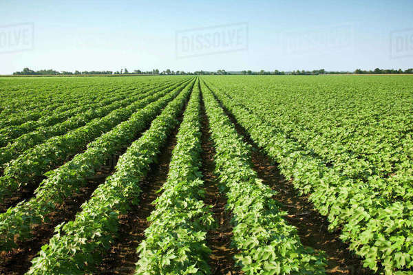 Agriculture - Large field of mid growth Bollguard II Roundup Ready Flex ...