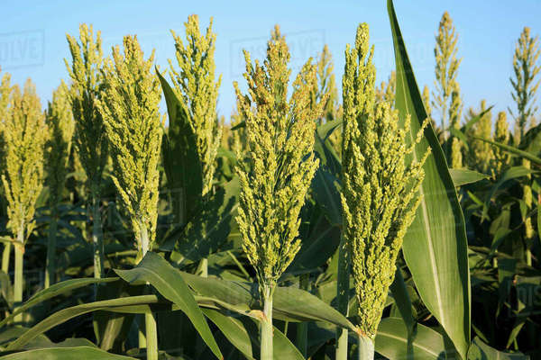 Agriculture - Closeup of grain sorghum (milo) plants with fully formed ...
