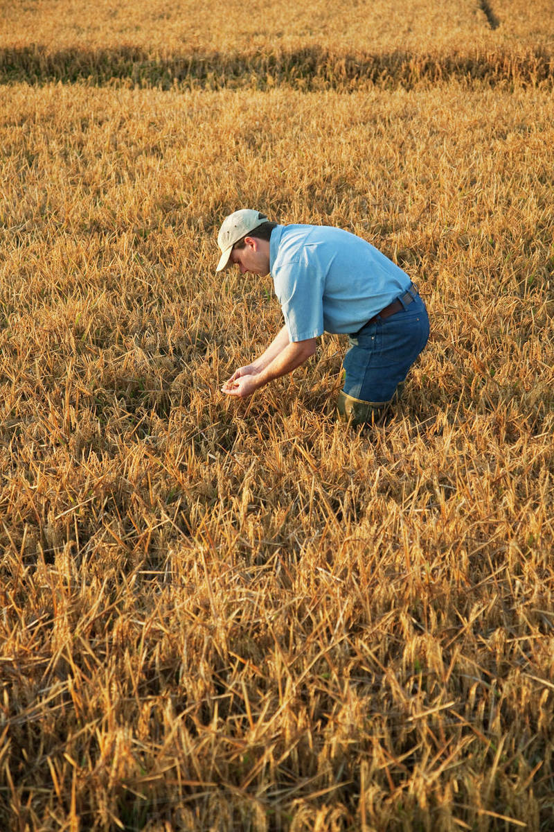 Agriculture - A farmer (grower) in his field inspects his nearly mature ...