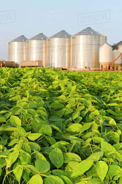 Agriculture - A stand of healthy mid growth soybeans with grain bins in ...