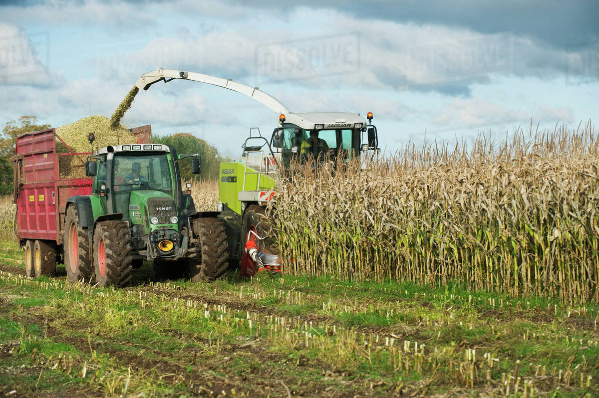 Agriculture - A self propelled silage harvester harvests and chops corn ...