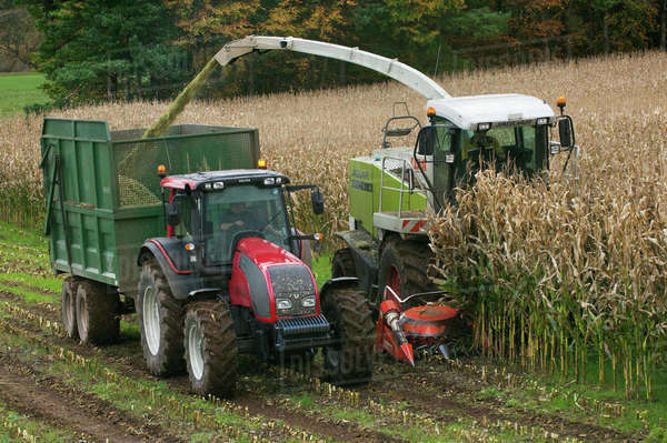 Agriculture - A self propelled silage harvester harvests and chops corn ...